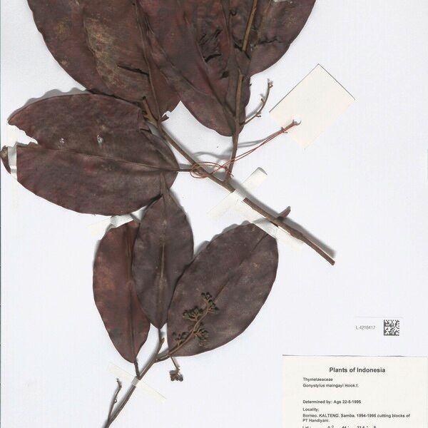 Gonystylus Maingayi Plant Care & How to Grow, Water