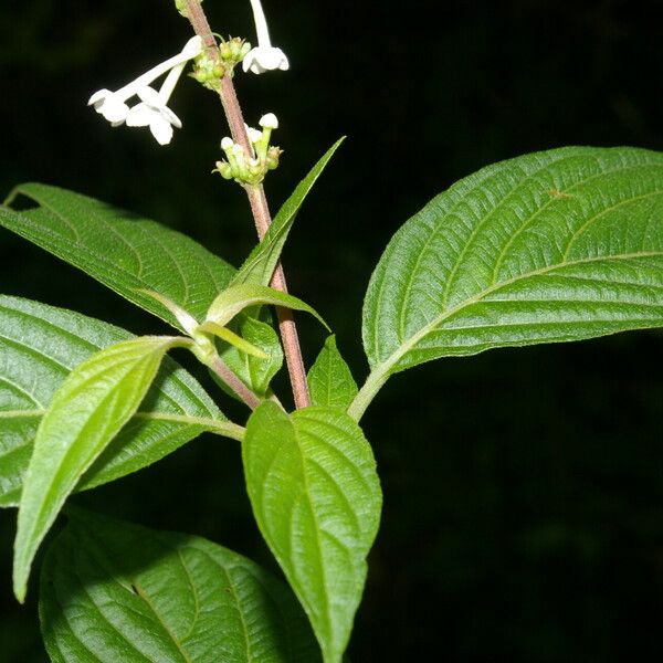 Gonzalagunia Panamensis Care Guide: Water, Soil & Propagation - Plantiary