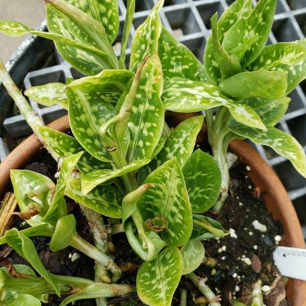 Daibuza Goodyera (Goodyera Daibuzanensis) Plant Care & How to Grow, Water