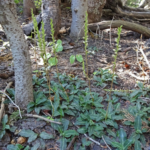 Menzie's Giant Rattlesnake-ain (Goodyera Oblongifolia) Plant Care & How ...