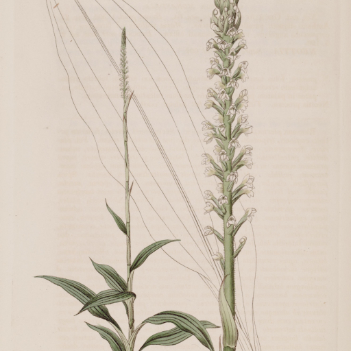 Bottlebrush Orchid (Goodyera Procera) Plant Care & How to Grow, Water