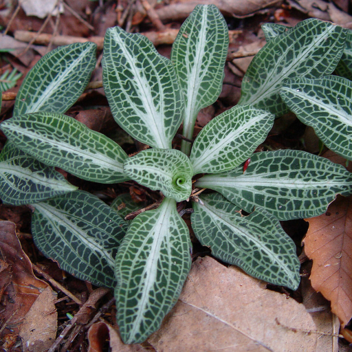 Downy Rattlesnake-ain (Goodyera Pubescens) Plant Care & How to Grow, Water