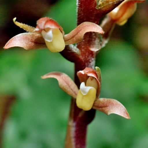 Giant Jewel Orchid (Goodyera Rubicunda) Plant Care & How to Grow, Water