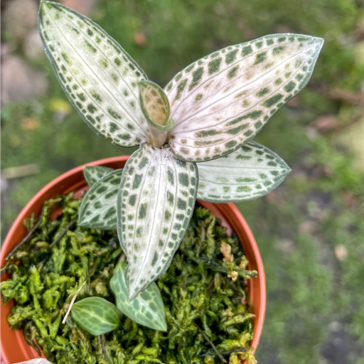 Schlechtendal's Rattlesnake ain (Goodyera Schlechtendaliana) Plant Care ...