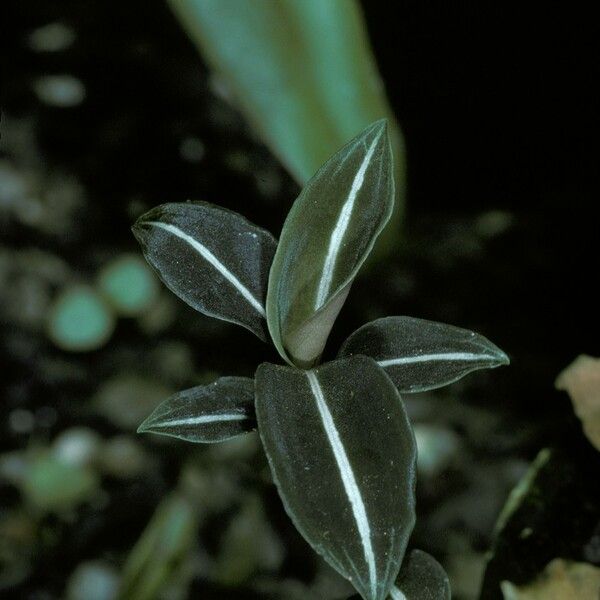 Goodyera Velutina Care Guide: Water, Soil & Propagation - Plantiary