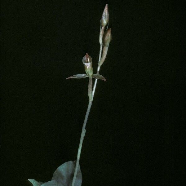 Rattlesnake ain (Goodyera Viridiflora) Plant Care & How to Grow, Water