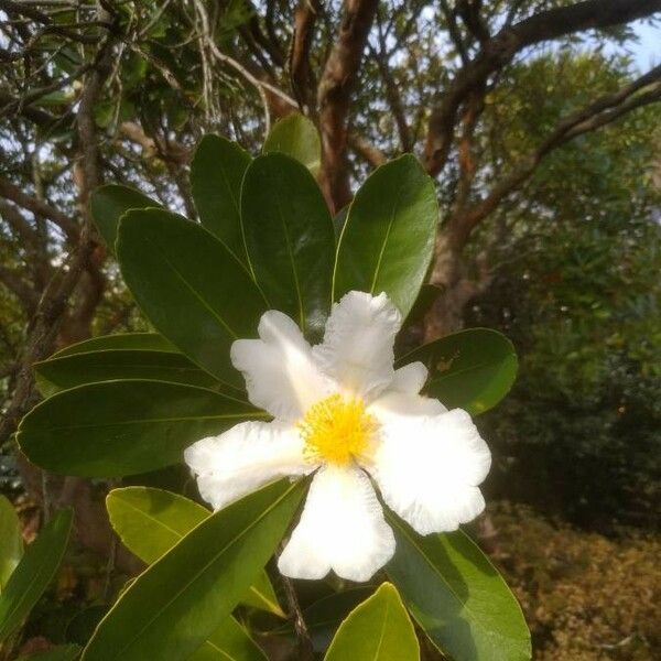 Gordonia Yunnanensis Plant Care & How to Grow, Water