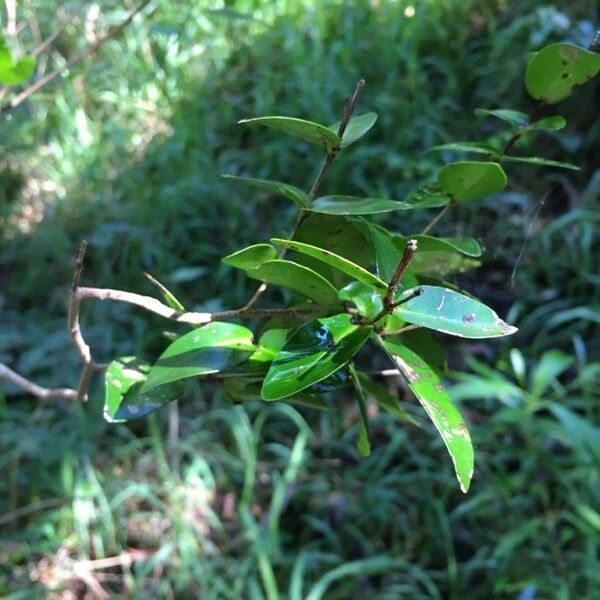 Gossia Diversifolia Plant Care & How to Grow, Water