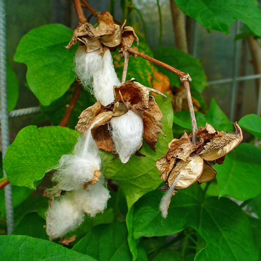 Arabian Cotton (Gossypium Herbaceum) Plant Care & How to Grow, Water
