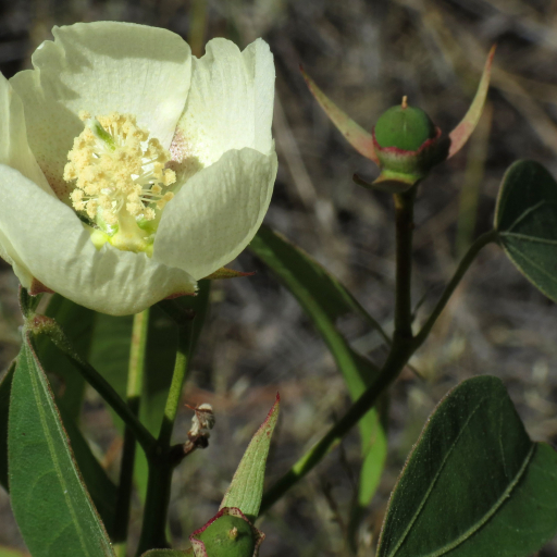 Thurber's Cotton (Gossypium Thurberi) Care Guide: Water, Soil ...