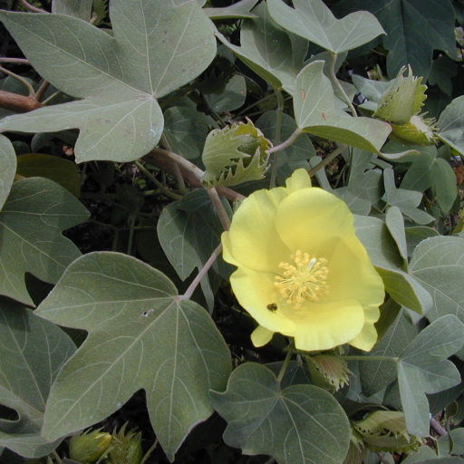 Hawai'ian Cotton (Gossypium Tomentosum) Plant Care & How to Grow, Water