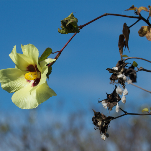 Cottons (Gossypium) Plant Care & How to Grow, Water
