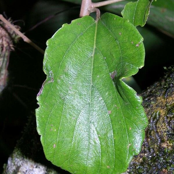 Gouania Hypoglauca Care Guide: Water, Soil & Propagation - Plantiary
