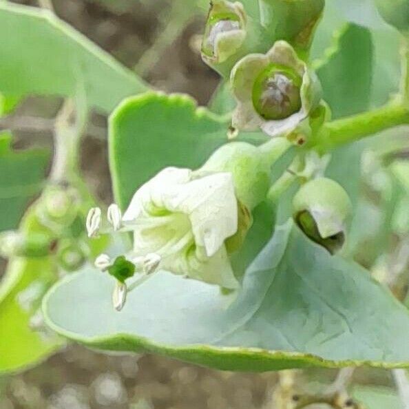 Desert Plum (Grabowskia Boerhaaviifolia) Plant Care & How to Grow, Water