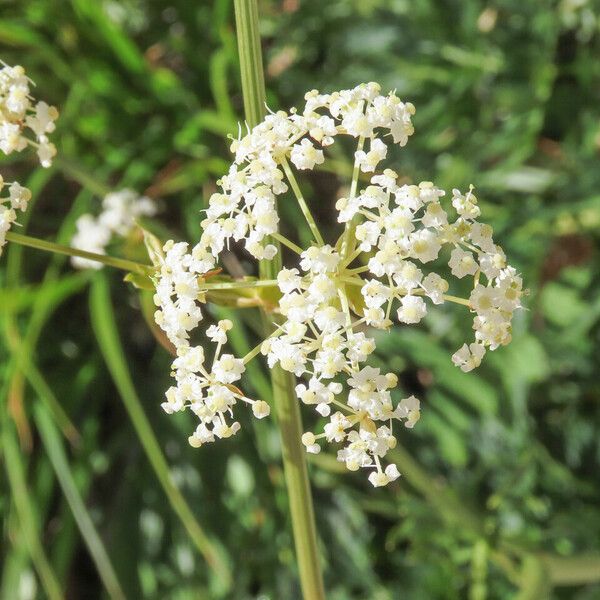 Grafia (Grafia Golaka) Plant Care & How to Grow, Water