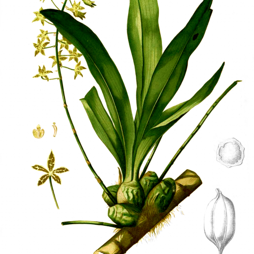 Written Grammatophyllum (Grammatophyllum Scriptum) Plant Care & How to ...