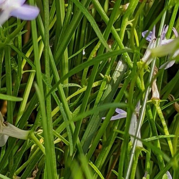 Water Lobelia (Grammatotheca Bergiana) Care Guide: Water, Soil ...