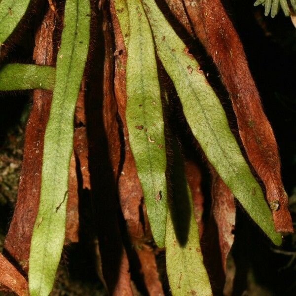 Grammitis Neocaledonica Care Guide: Water, Soil & Propagation - Plantiary