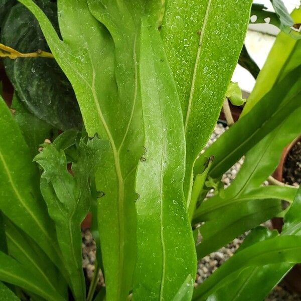 Grammitis Punctata Care Guide: Water, Soil & Propagation - Plantiary