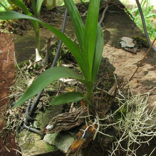 Graphorkis Lurida Plant Care & How to Grow, Water