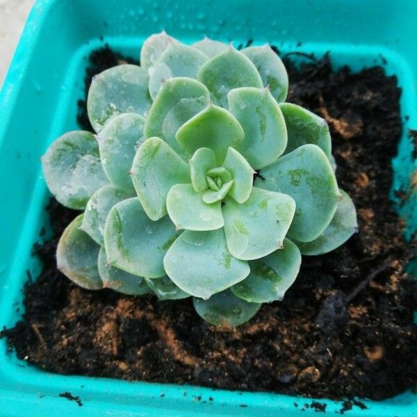 Beautiful Graptopetalum (Graptopetalum Superbum) Plant Care & How to ...