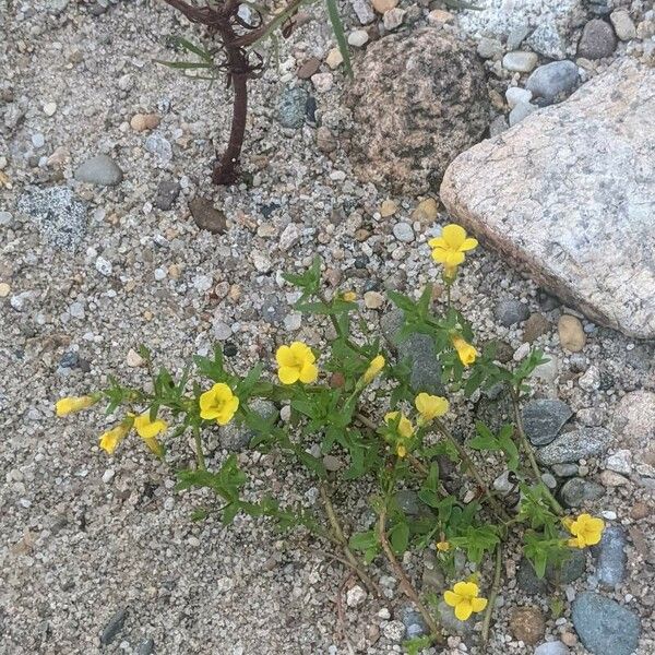 Golden Hedge-Hyssop (Gratiola Lutea) Plant Care & How to Grow, Water