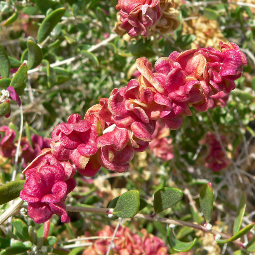 Spiny Hopsage (Grayia Spinosa) Plant Care & How to Grow, Water