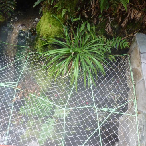 Greigia Pearcei Plant Care & How to Grow, Water