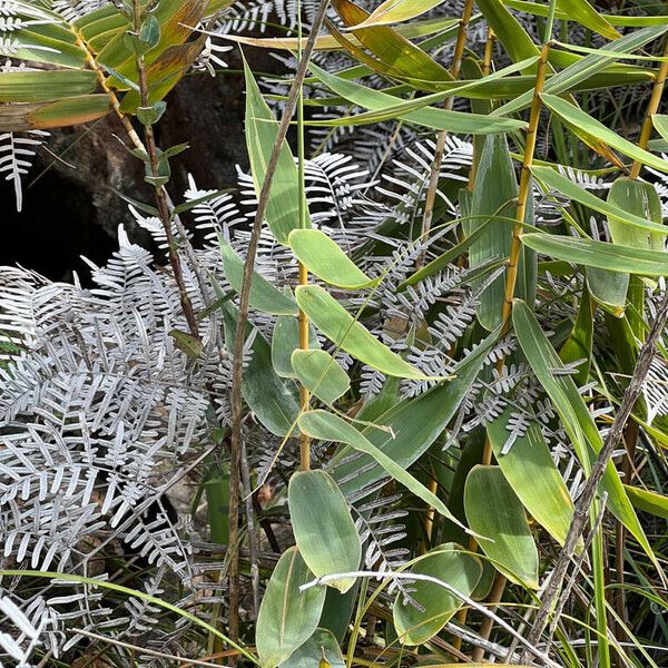 Greslania Circinata Care Guide: Water, Soil & Propagation - Plantiary