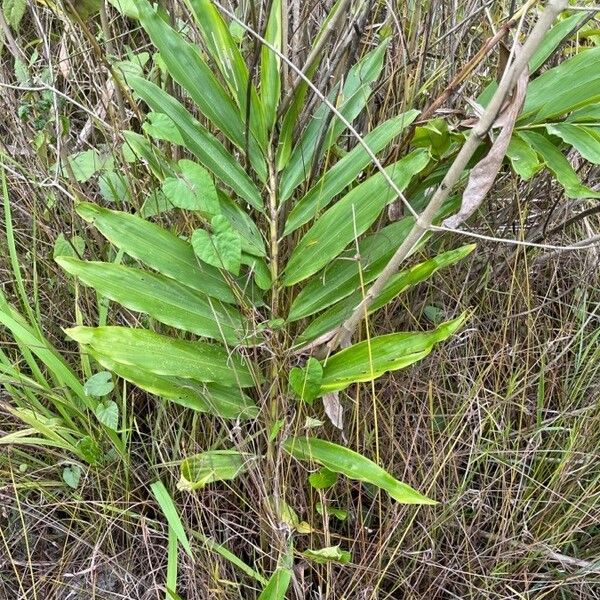 Greslania Montana Care Guide: Water, Soil & Propagation - Plantiary