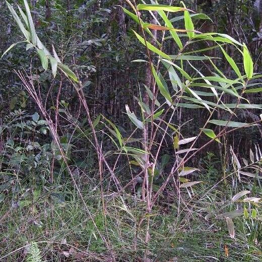 Greslania Rivularis Plant Care & How to Grow, Water