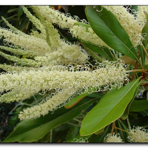 White-Oak (Grevillea Baileyana) Plant Care & How to Grow, Water