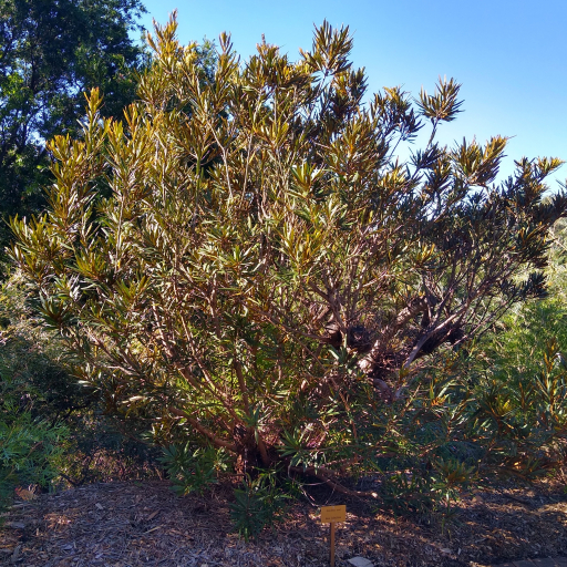 Grevillea Exul Plant Care & How to Grow, Water