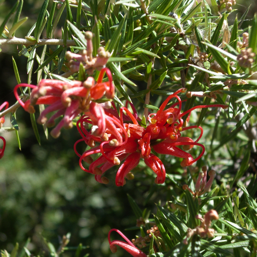 Juniper Grevillea (Grevillea Juniperina) Plant Care & How to Grow, Water