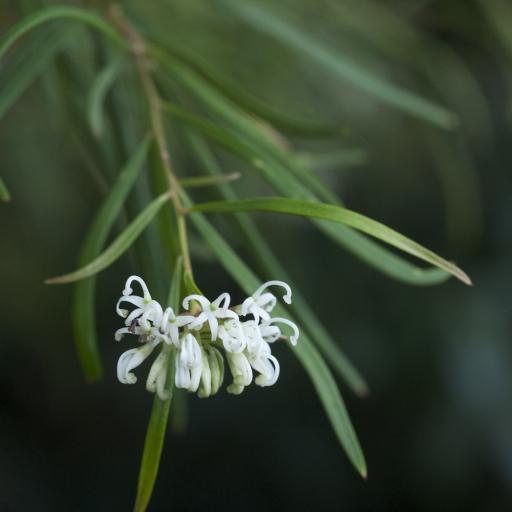 White Spider Flower (Grevillea Linearifolia) Plant Care & How to Grow ...