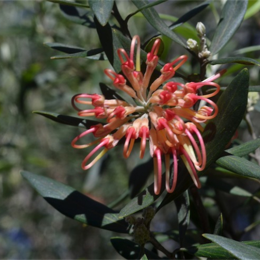 Olive Grevillea (Grevillea Olivacea) Plant Care & How to Grow, Water