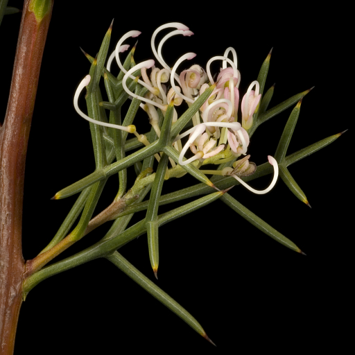 Grevillea Teretifolia Care Guide: Water, Soil & Propagation - Plantiary