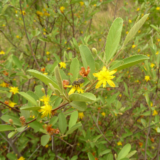 Khasi Pine (Pinus Kesiya) Plant Care & How to Grow, Water