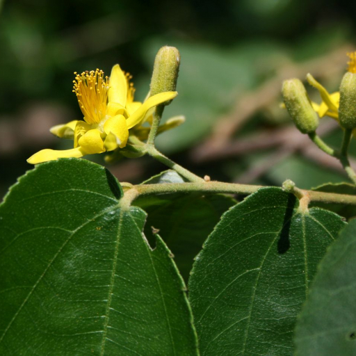 Giant Raisin (Grewia Hexamita) Plant Care & How to Grow, Water