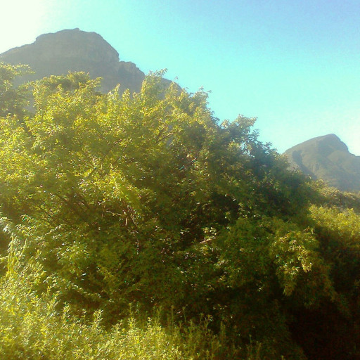 Crossberry (Grewia Occidentalis) Plant Care & How to Grow, Water