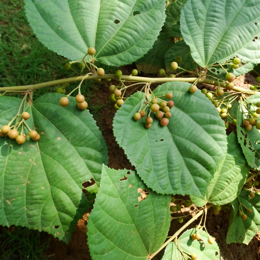 Grewia Optiva Plant Care & How to Grow, Water