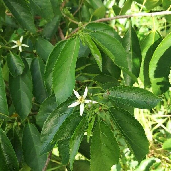 Grewia Prunifolia Plant Care & How to Grow, Water