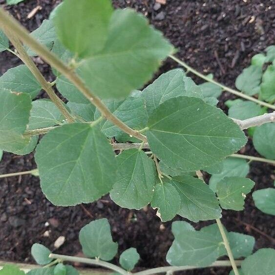 Karoo Crossberry (Grewia Robusta) Plant Care & How to Grow, Water