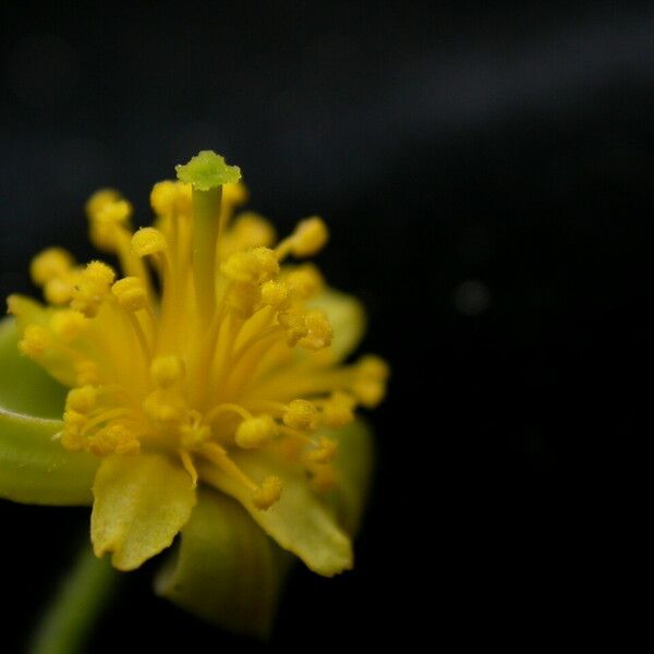 Grewia Sapida Plant Care & How to Grow, Water