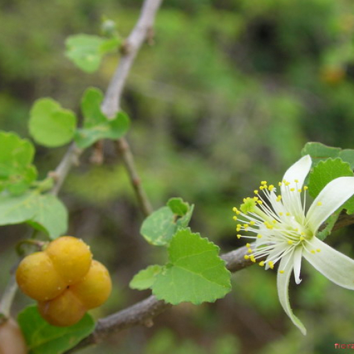 Small-Leaved White Raisin (Grewia Tenax) Plant Care & How to Grow, Water