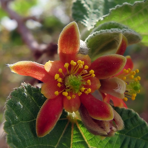 Mallow Raisin (Grewia Villosa) Plant Care & How to Grow, Water