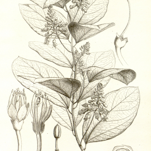 Griffonia (Griffonia Simplicifolia) Plant Care & How to Grow, Water