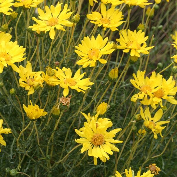 Grindelia Anethifolia Plant Care & How to Grow, Water