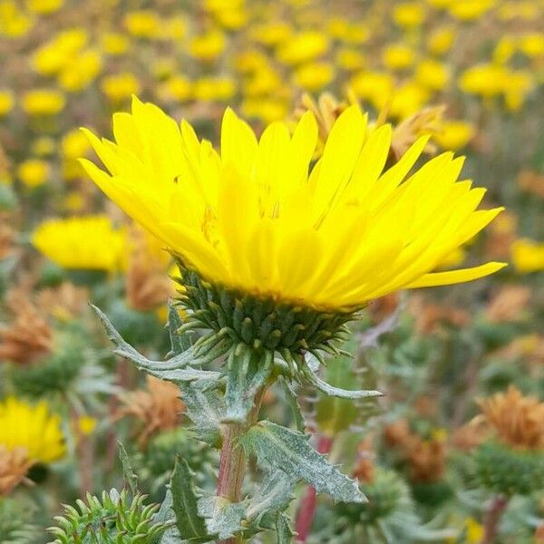 Grindelia Boliviana Plant Care & How to Grow, Water