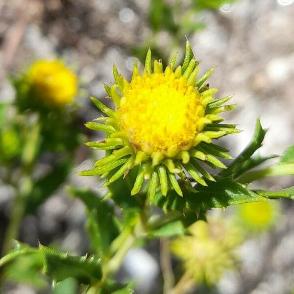 Grindelia Brachystephana Plant Care & How to Grow, Water